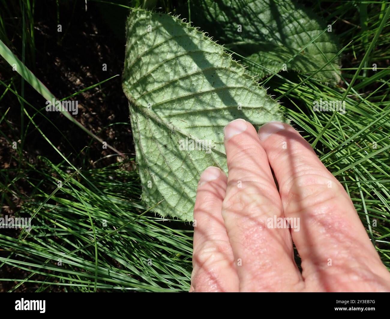 Bristle African Thistle (Berkheya setifera) Plantae Stock Photo - Alamy
