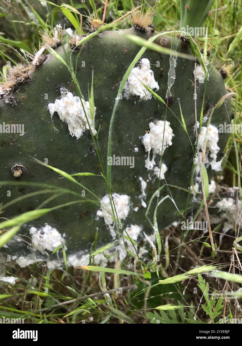 Cochineal Scale Bugs (Dactylopius) Insecta Stock Photo - Alamy