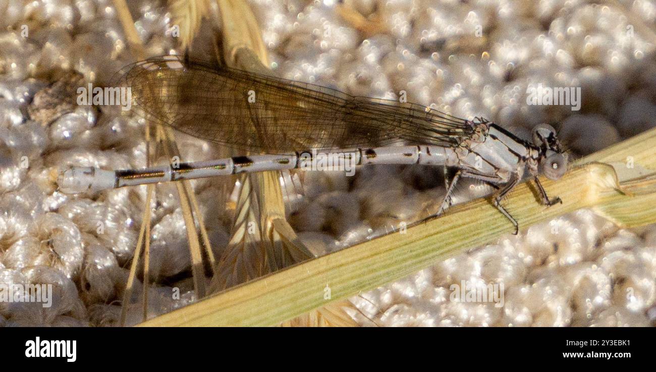 Damselflies (Zygoptera) Insecta Stock Photo - Alamy