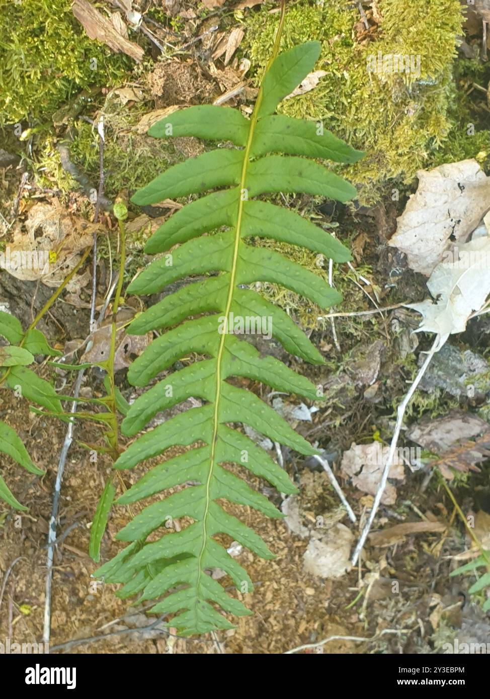 common polypody (Polypodium vulgare) Plantae Stock Photo - Alamy