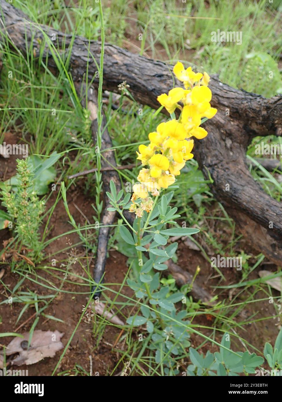 Round Pod Rattle Bush (Crotalaria globifera) Plantae Stock Photo - Alamy