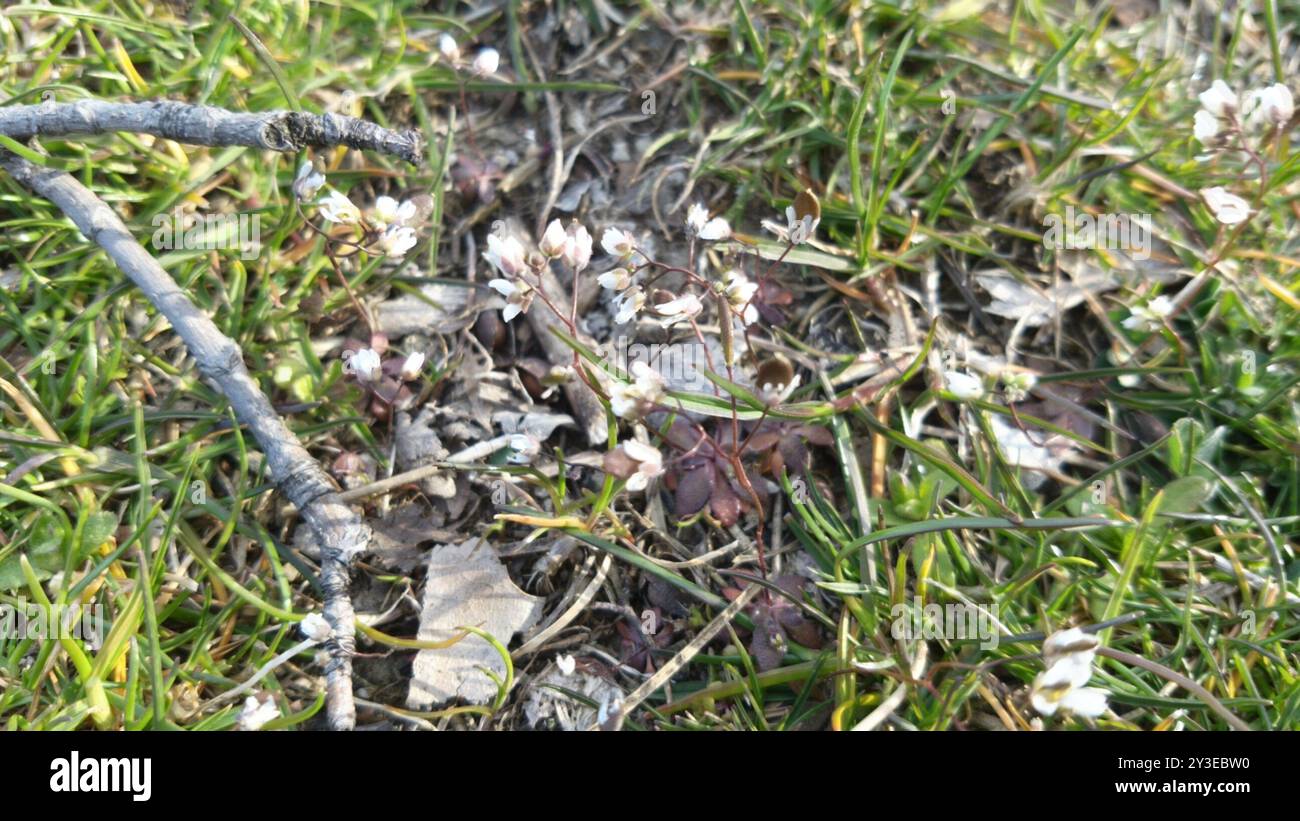 Common Whitlowgrass (Draba verna) Plantae Stock Photo - Alamy
