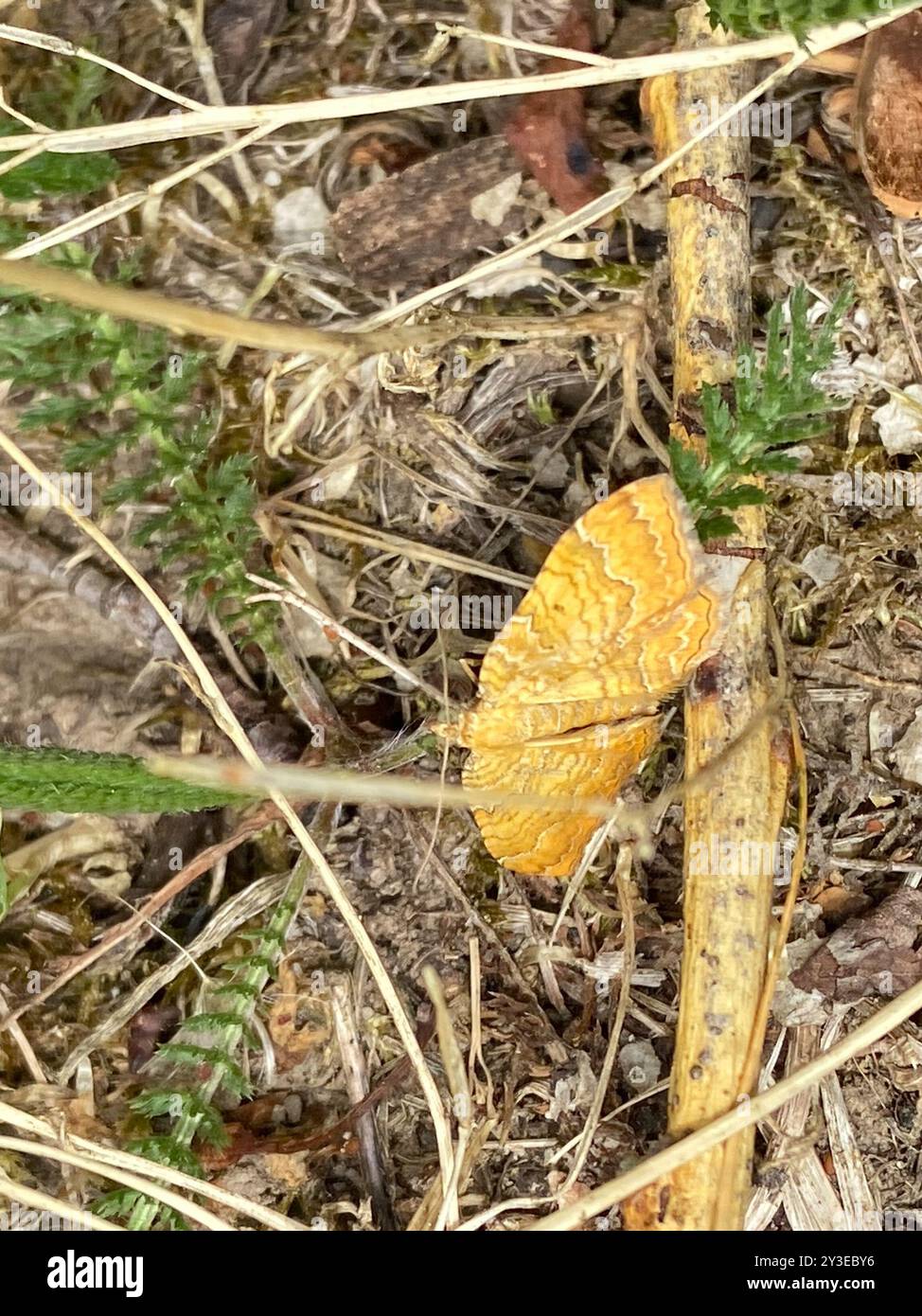 Yellow Shell Moth (Camptogramma bilineata) Insecta Stock Photo - Alamy