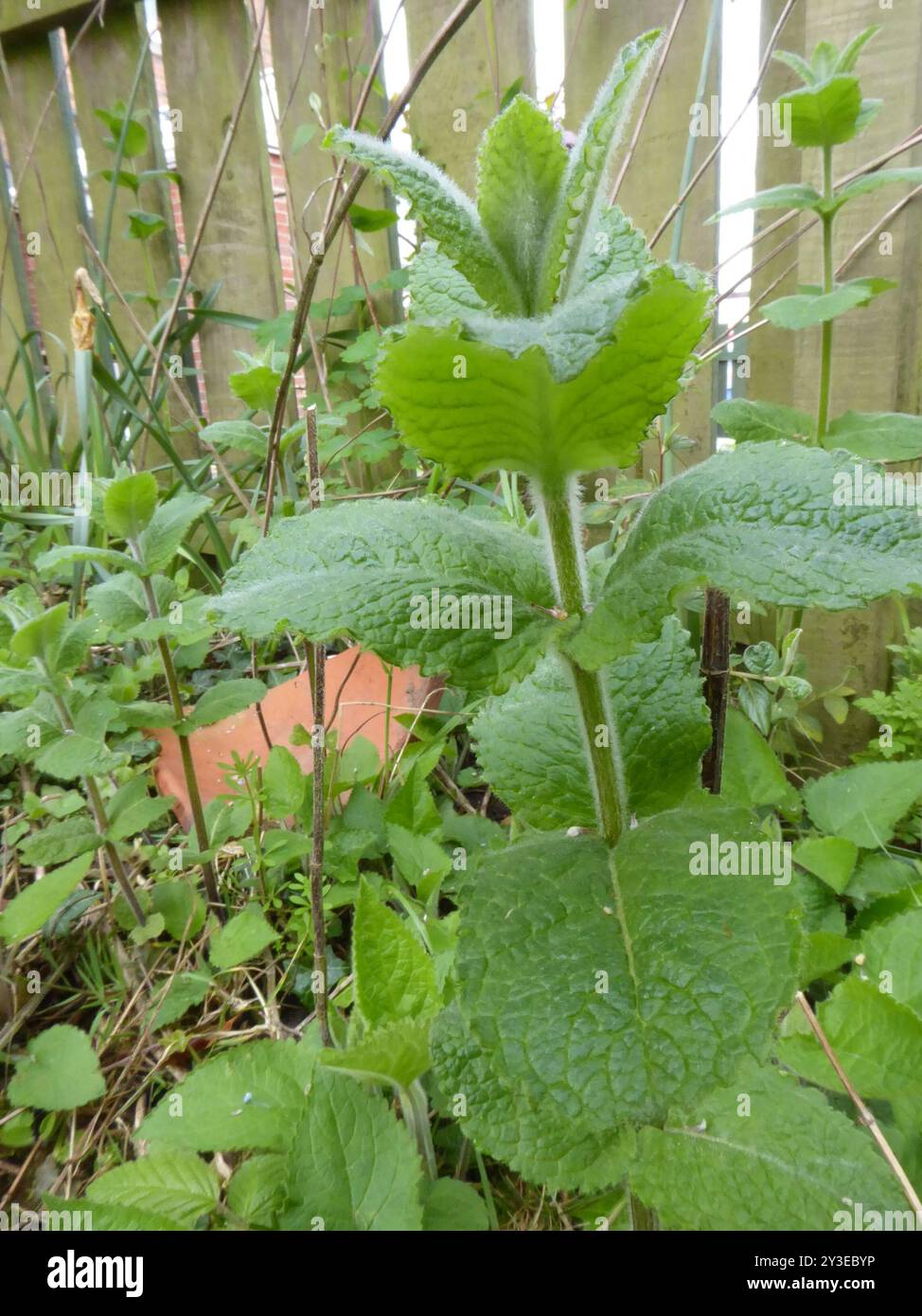 mint family (Lamiaceae) Plantae Stock Photo - Alamy
