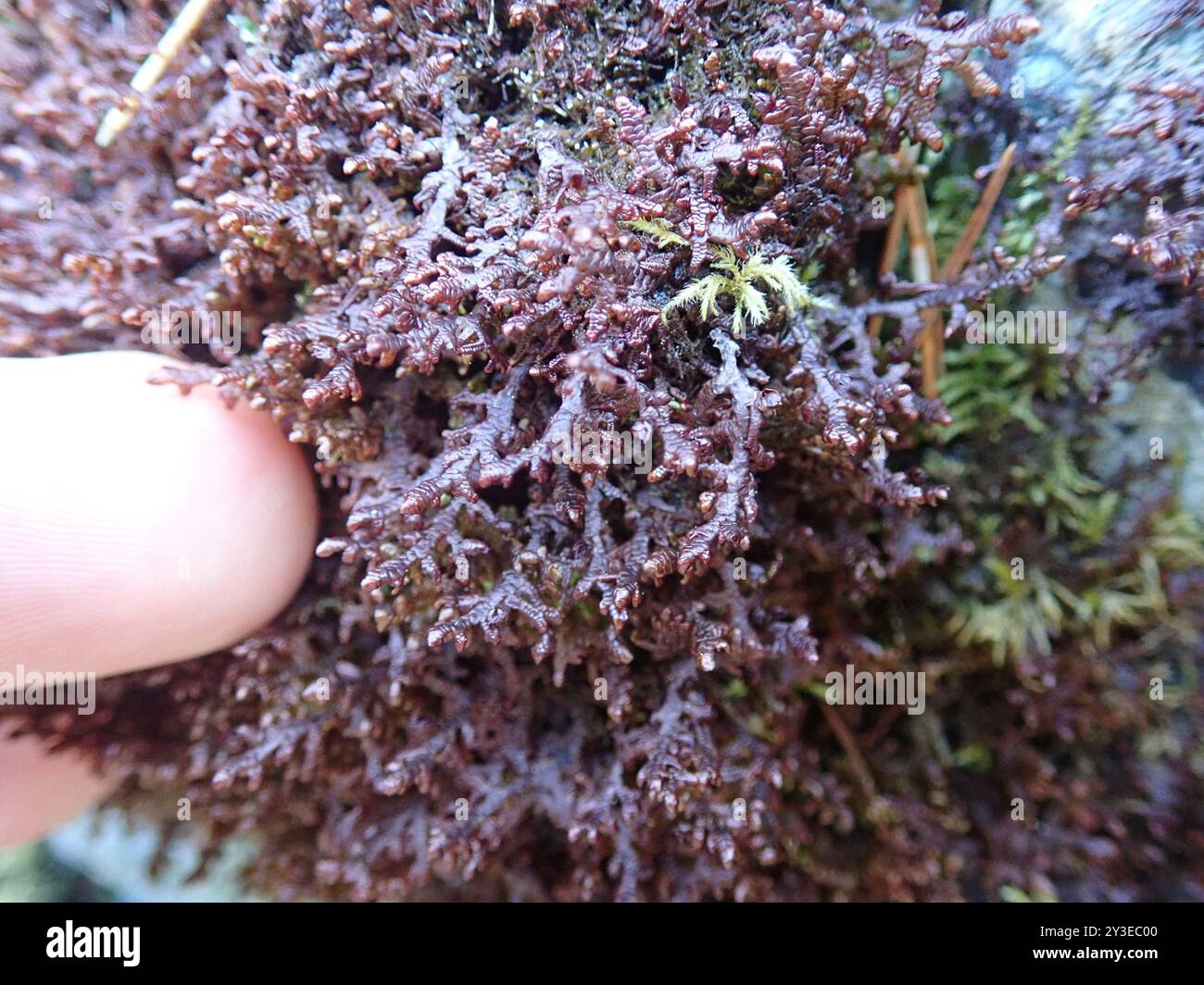 (Frullania tamarisci) Plantae Stock Photo - Alamy