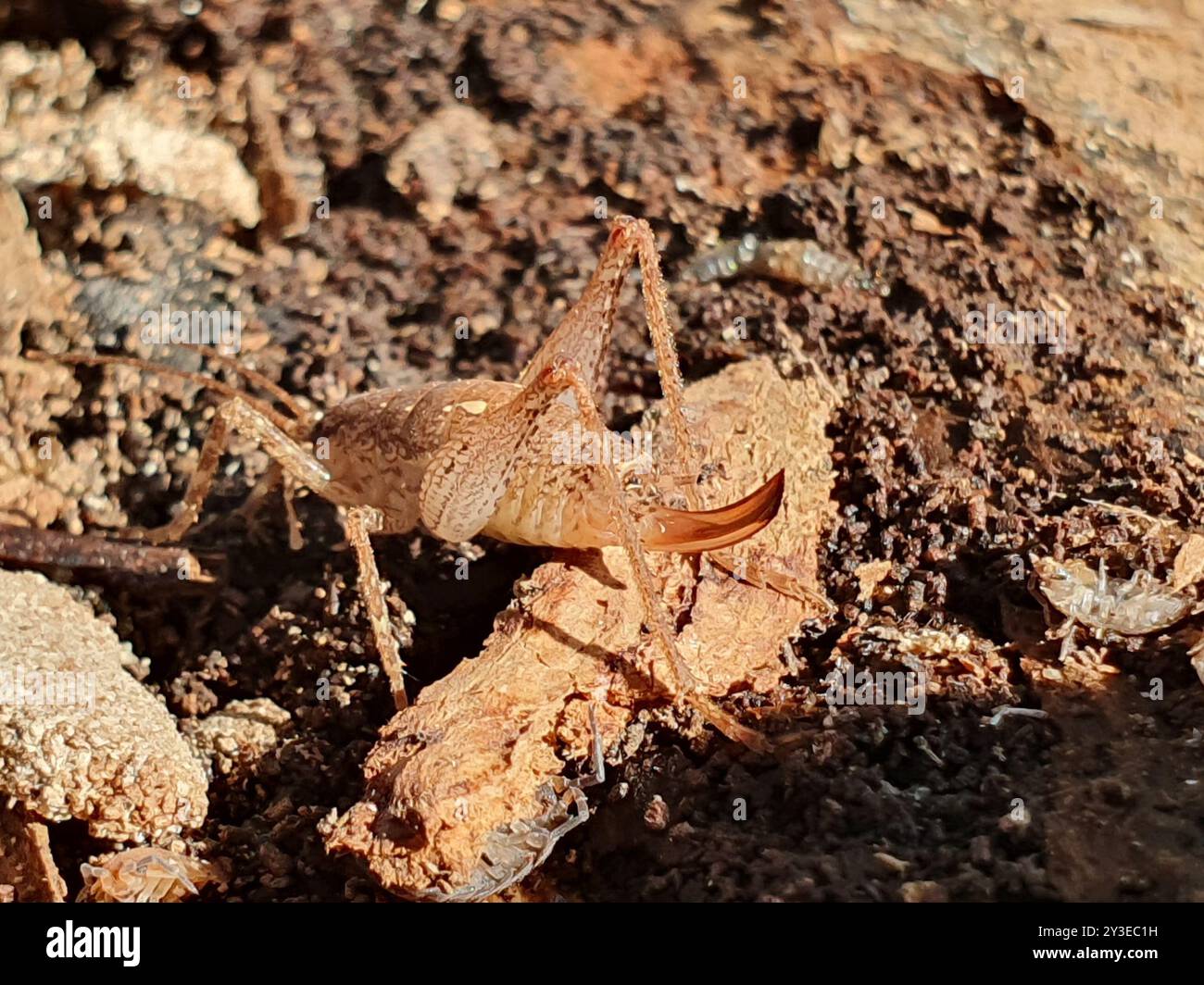 Camel Crickets, Cave Crickets, and Cave Wēta (Rhaphidophoridae) Insecta ...