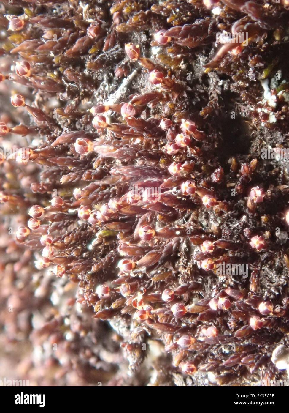 Black Rock Moss (Andreaea rupestris) Plantae Stock Photo - Alamy