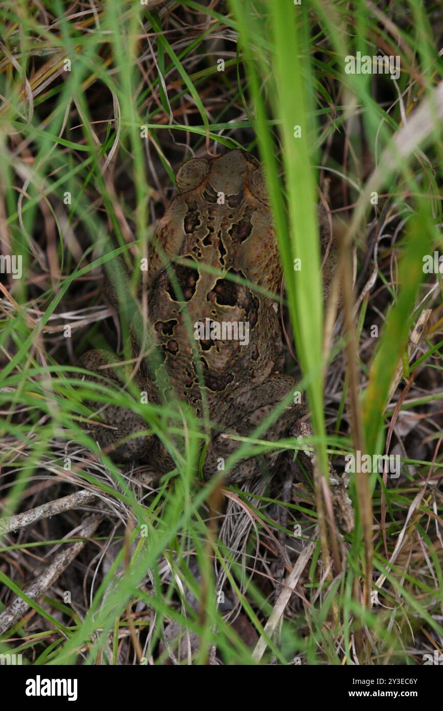 Cane Toad (Rhinella marina) Amphibia Stock Photo - Alamy