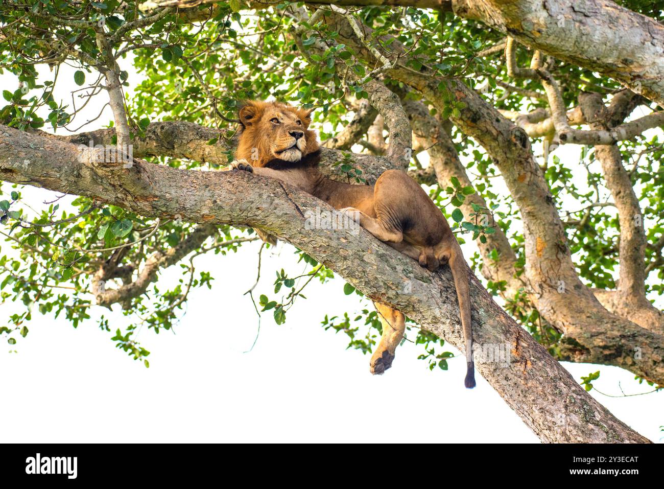 A tree - climbing lion in Ishasha, Queen Elizabeth National Park ...