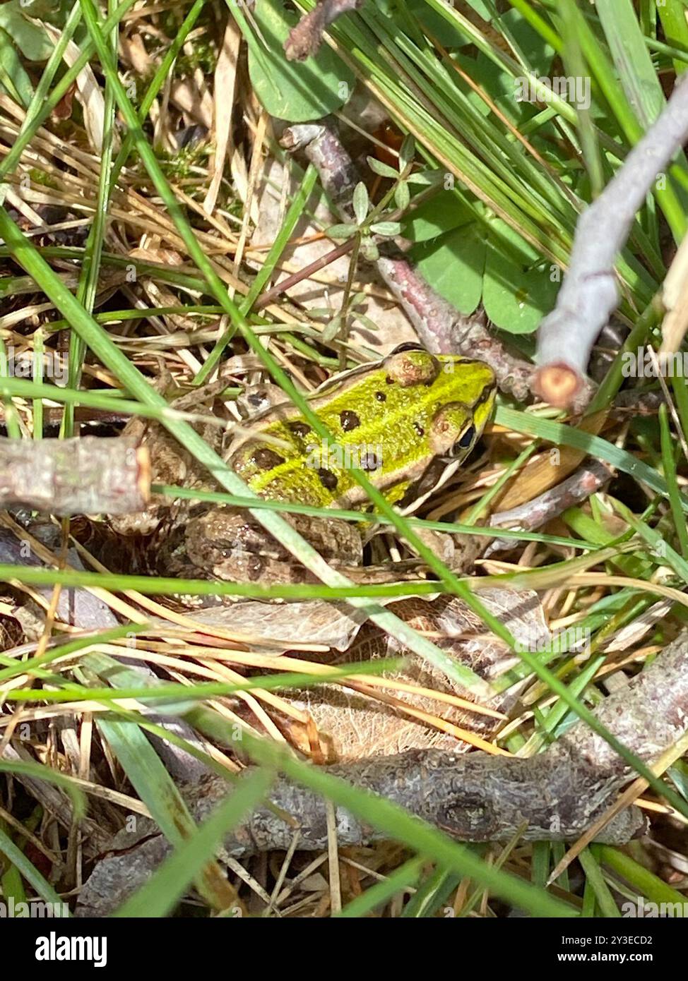 Water Frogs (Pelophylax) Amphibia Stock Photo - Alamy