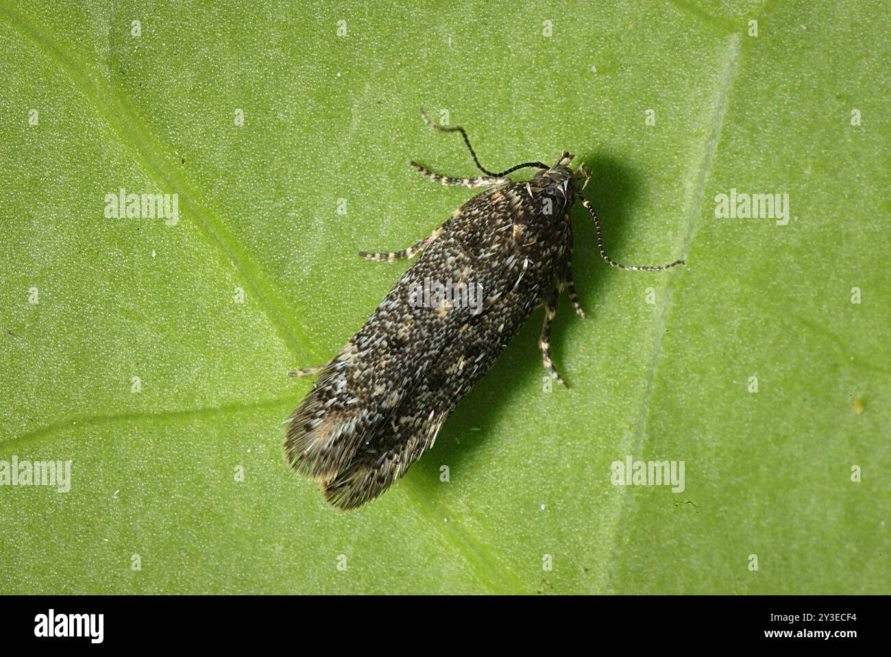 Dark Groundling (Bryotropha affinis) Insecta Stock Photo - Alamy