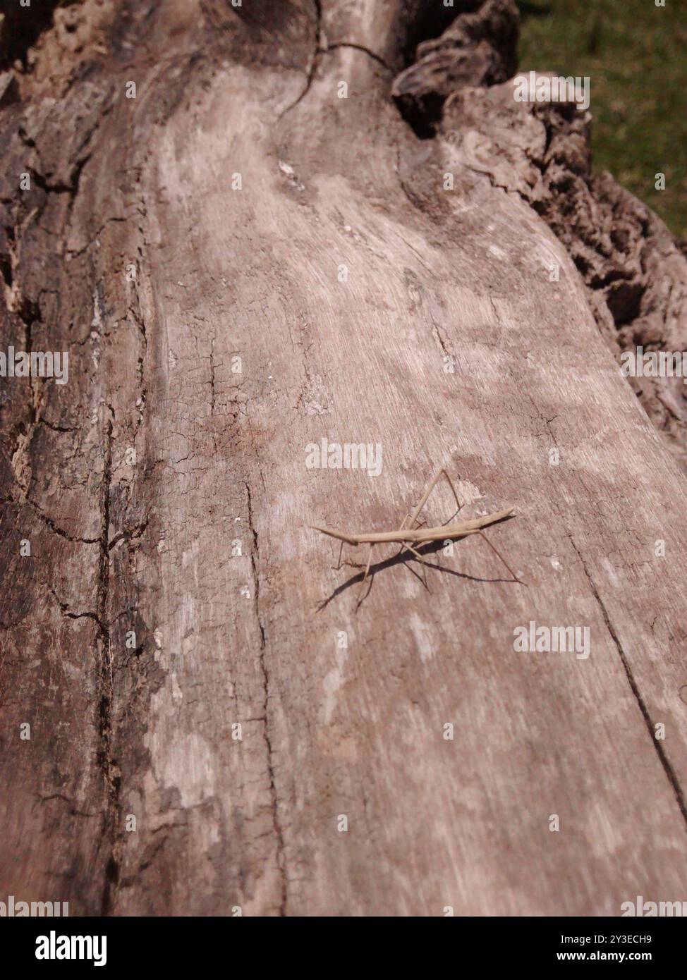 Neotropical Stick Grasshoppers (Proscopiidae) Insecta Stock Photo - Alamy