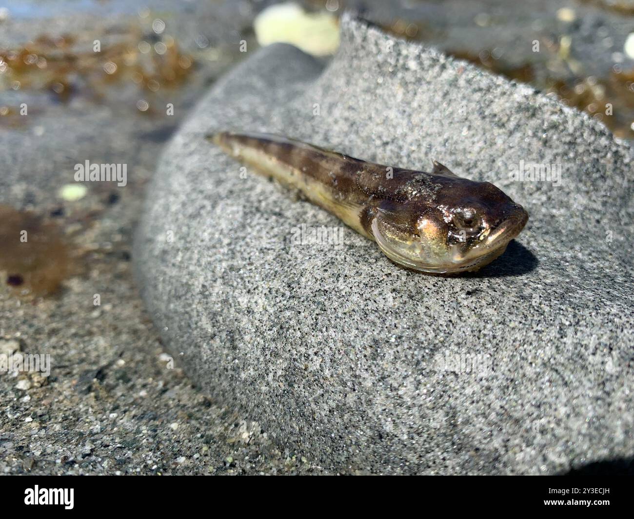 Plainfin Midshipman (Porichthys notatus) Actinopterygii Stock Photo - Alamy