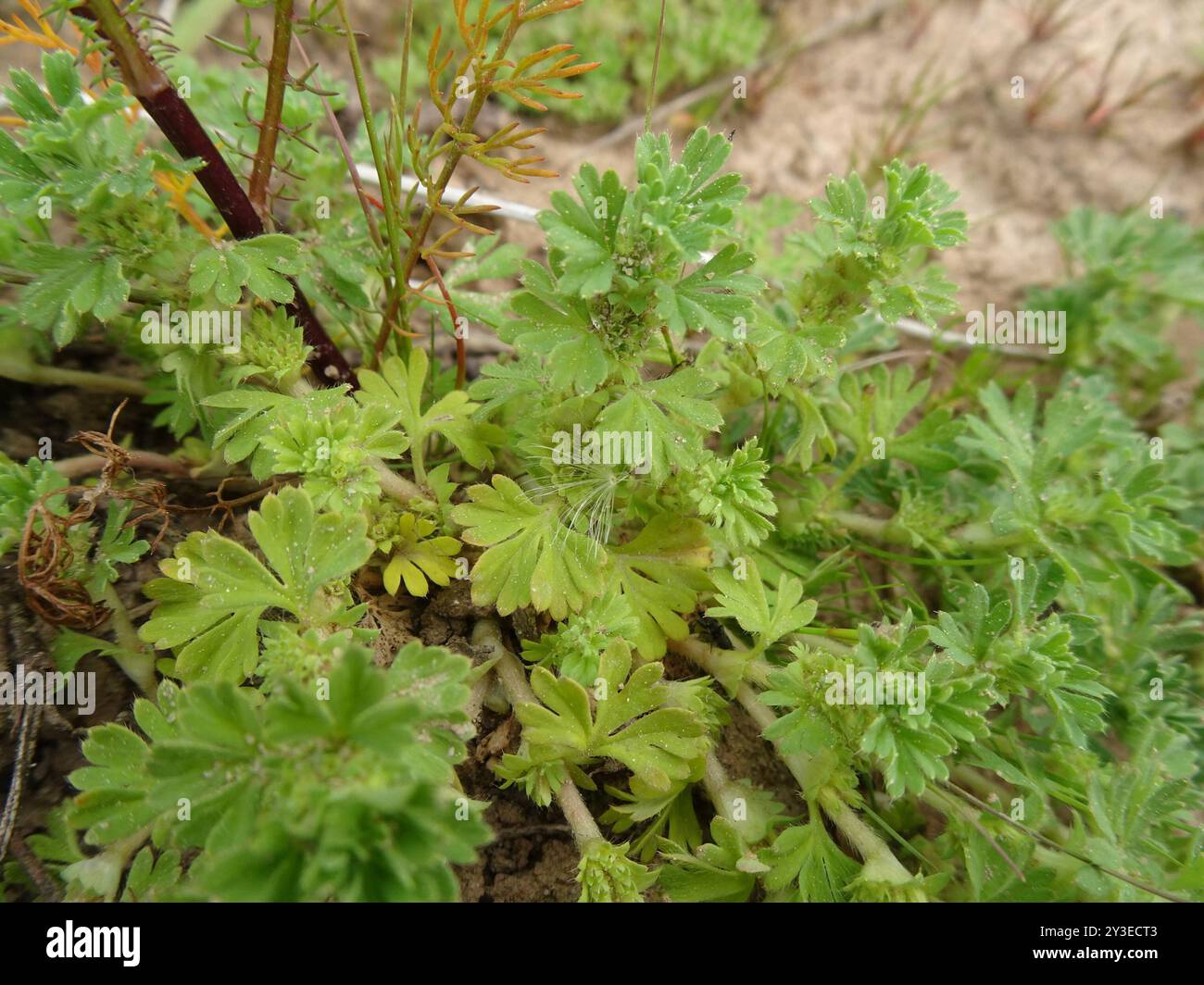 Field Parsley Piert (Alchemilla arvensis) Plantae Stock Photo - Alamy