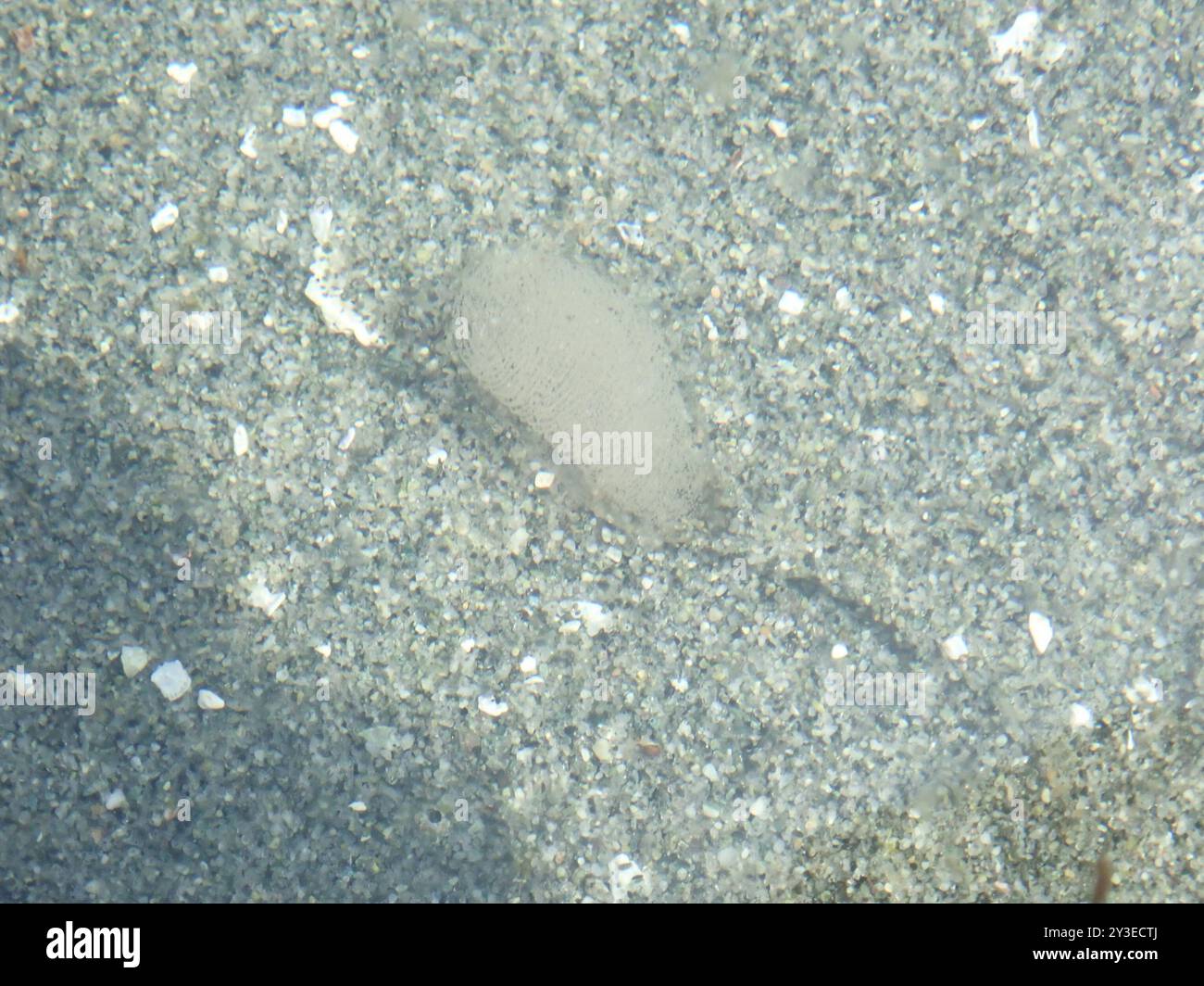 Albatross Aglaja (Melanochlamys diomedea) Mollusca Stock Photo - Alamy