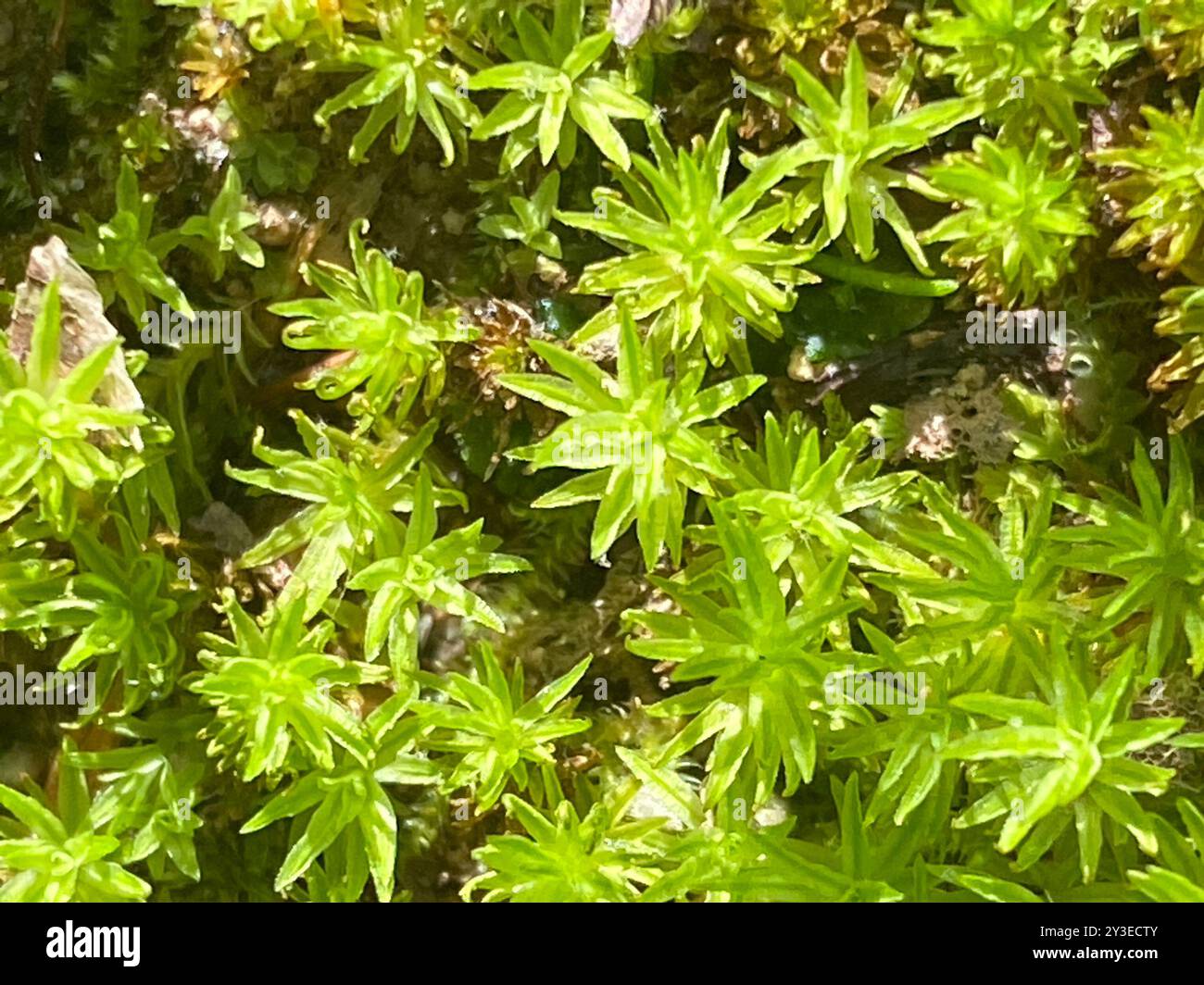 lesser smoothcap (Atrichum angustatum) Plantae Stock Photo - Alamy