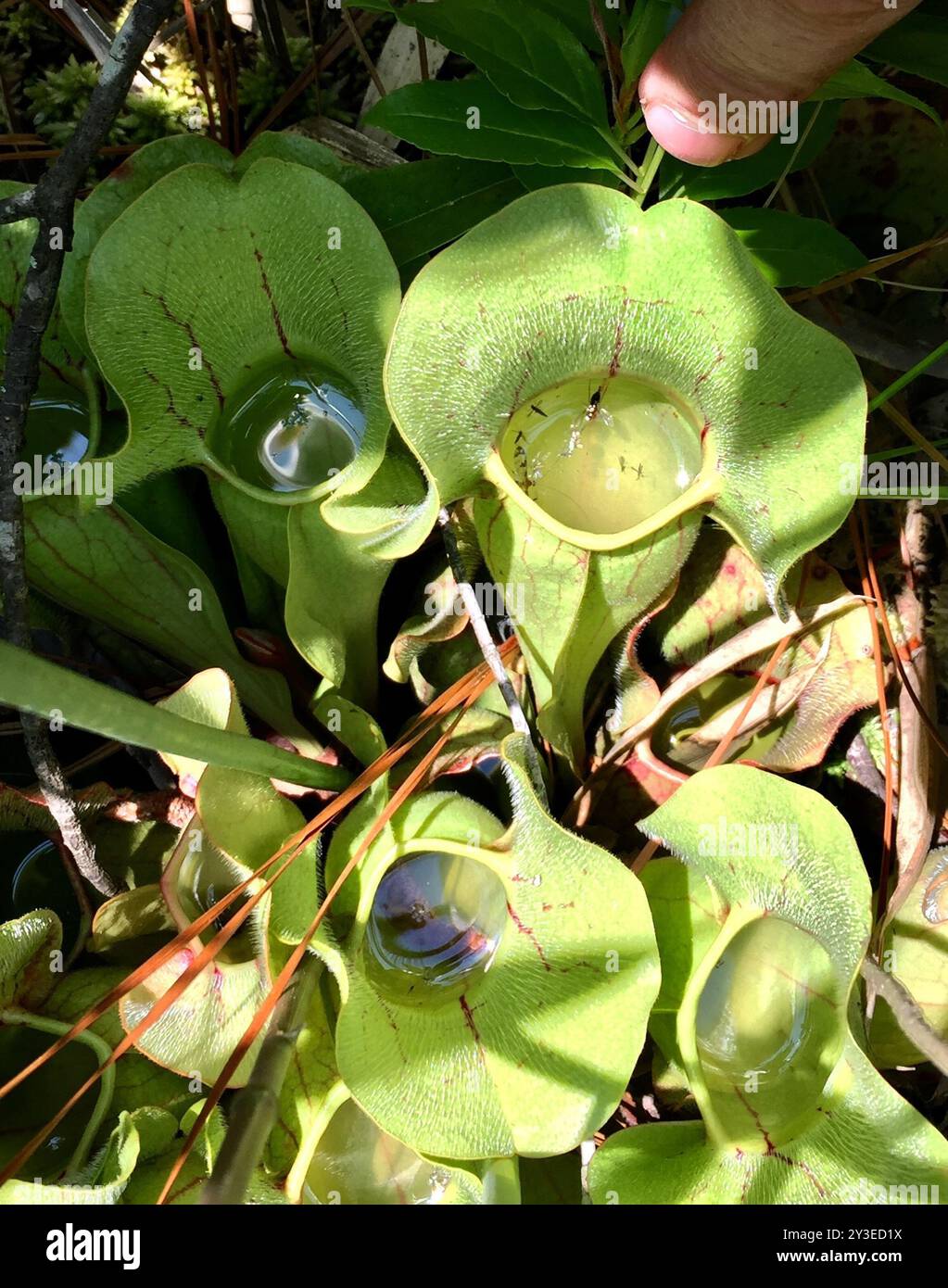 Southern Purple Pitcher Plant (Sarracenia purpurea venosa) Plantae ...