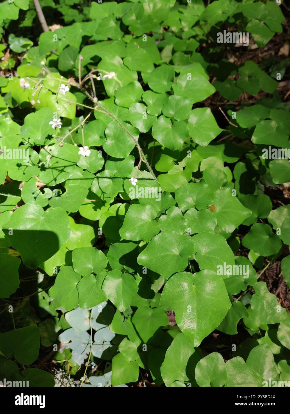 redwood inside-out flower (Vancouveria planipetala) Plantae Stock Photo ...