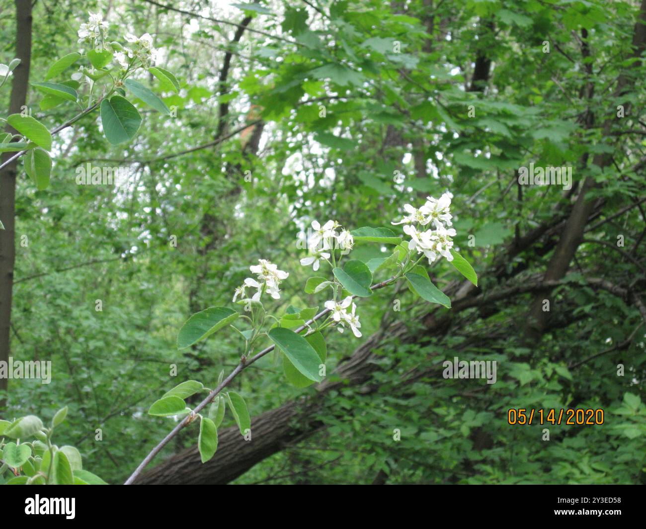 Dwarf Serviceberry (Amelanchier × spicata) Plantae Stock Photo - Alamy