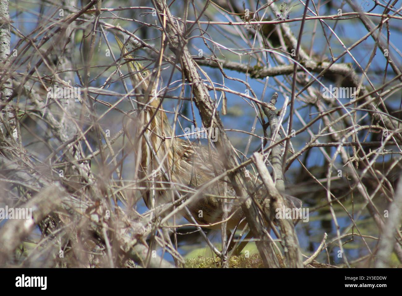 American Bittern (Botaurus lentiginosus) Aves Stock Photo - Alamy