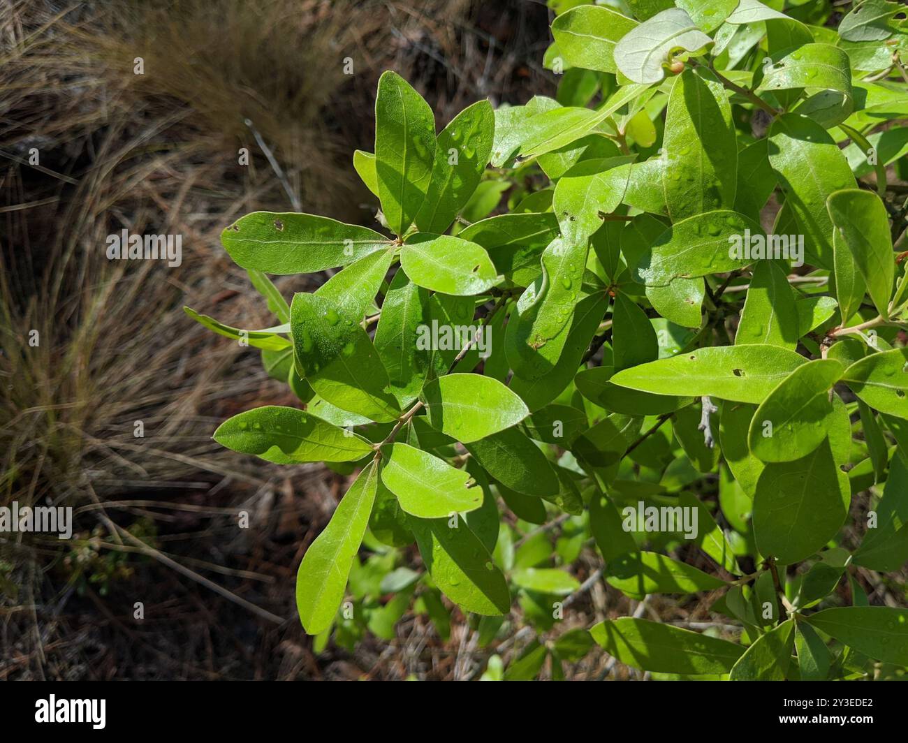 bluejack oak (Quercus incana) Plantae Stock Photo - Alamy