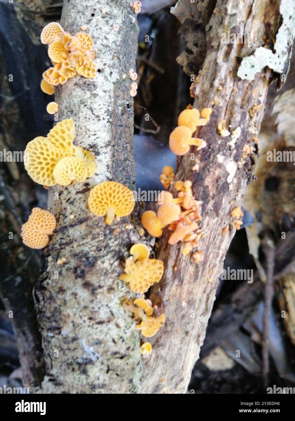 orange pore fungus (Favolaschia claudopus) Fungi Stock Photo - Alamy
