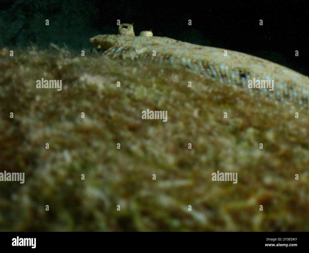 Atlantic Peacock Flounder (Bothus lunatus) Actinopterygii Stock Photo ...