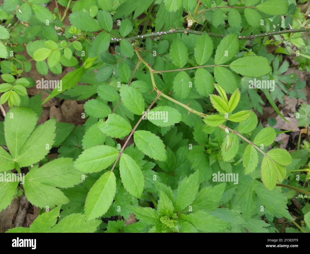 multiflora rose (Rosa multiflora) Plantae Stock Photo - Alamy