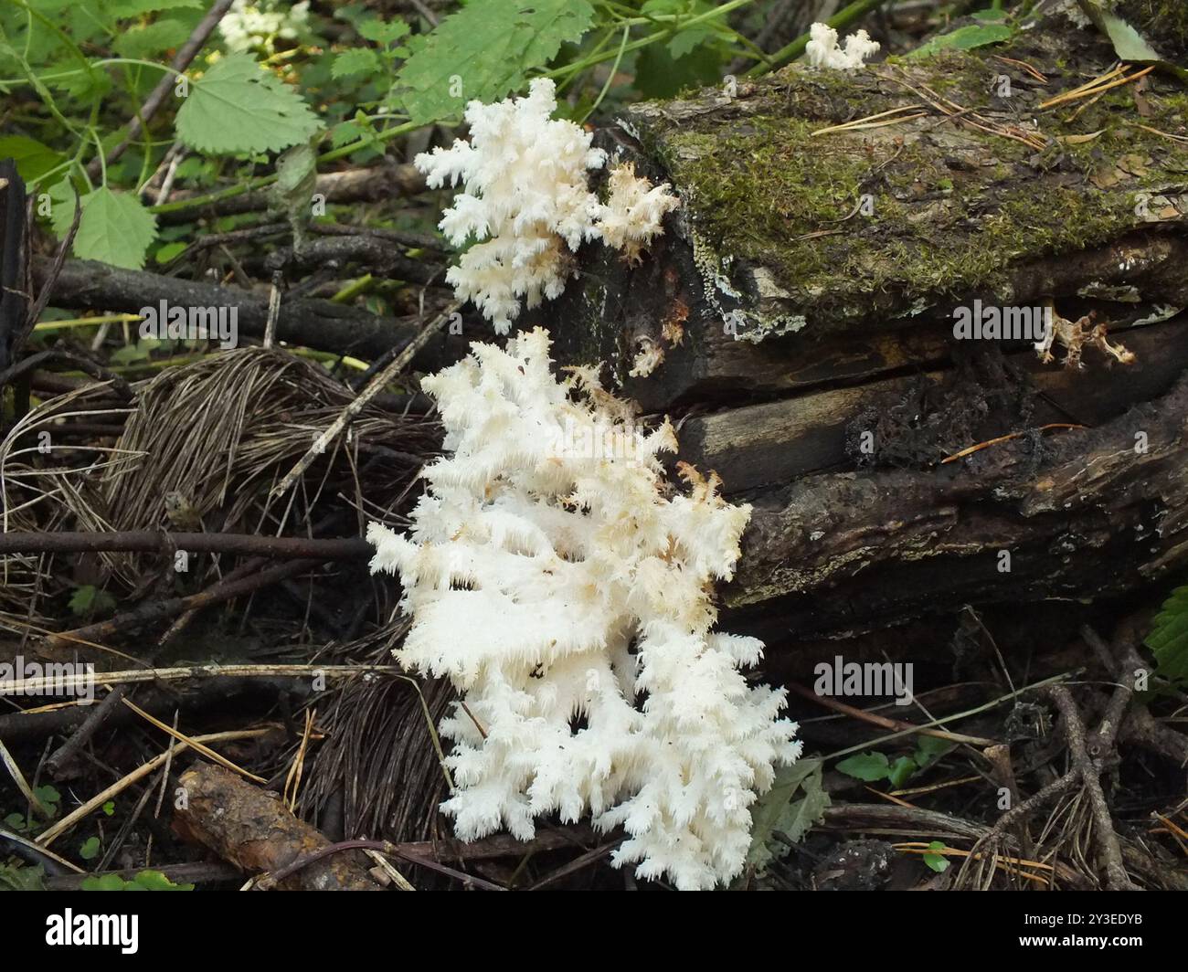 Coral tooth fungus (Hericium coralloides) Fungi Stock Photo - Alamy