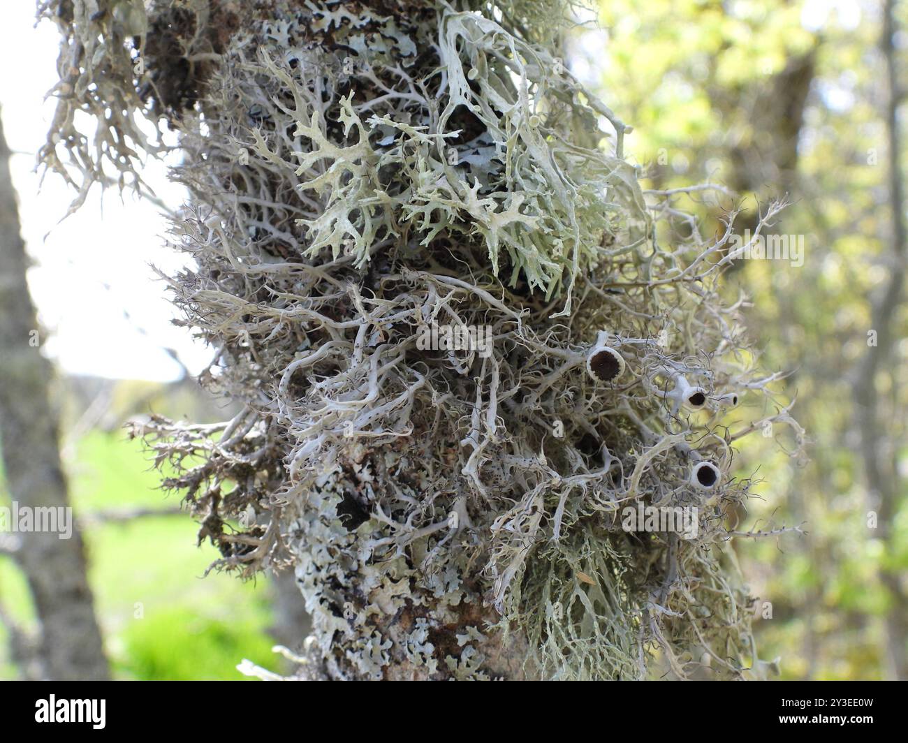 Great Ciliated Lichen (Anaptychia ciliaris) Fungi Stock Photo - Alamy