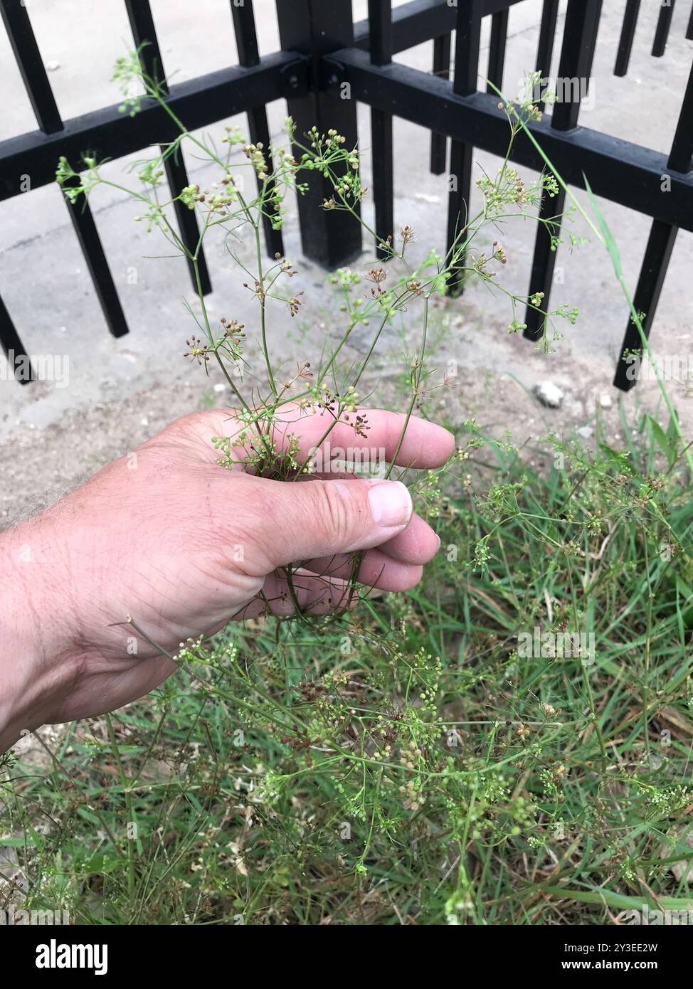 Marsh parsley (Cyclospermum leptophyllum) Plantae Stock Photo - Alamy