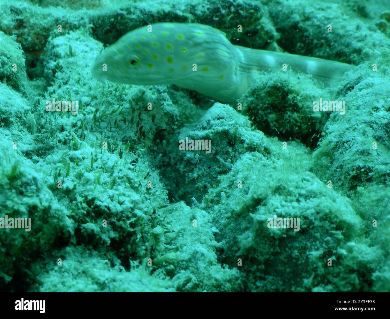 Sharptail Eel (Myrichthys breviceps) Actinopterygii Stock Photo - Alamy