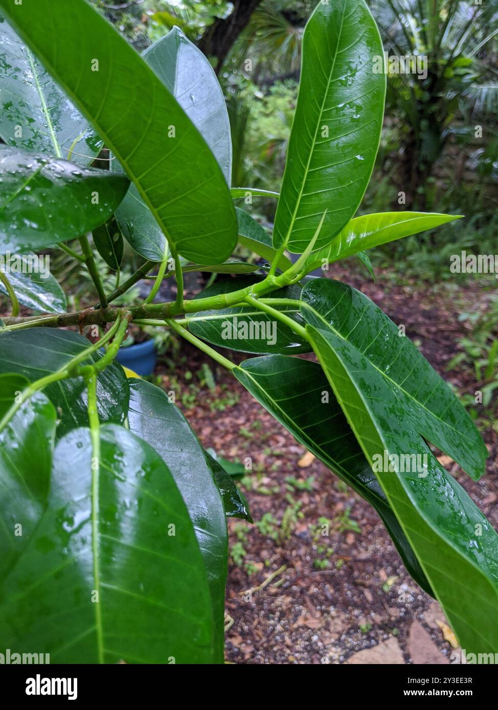 Florida Strangler Fig (Ficus aurea) Plantae Stock Photo - Alamy