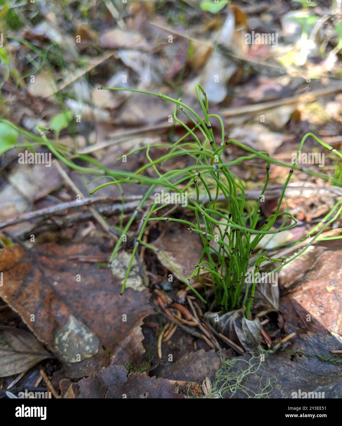 dwarf horsetail (Equisetum scirpoides) Plantae Stock Photo - Alamy