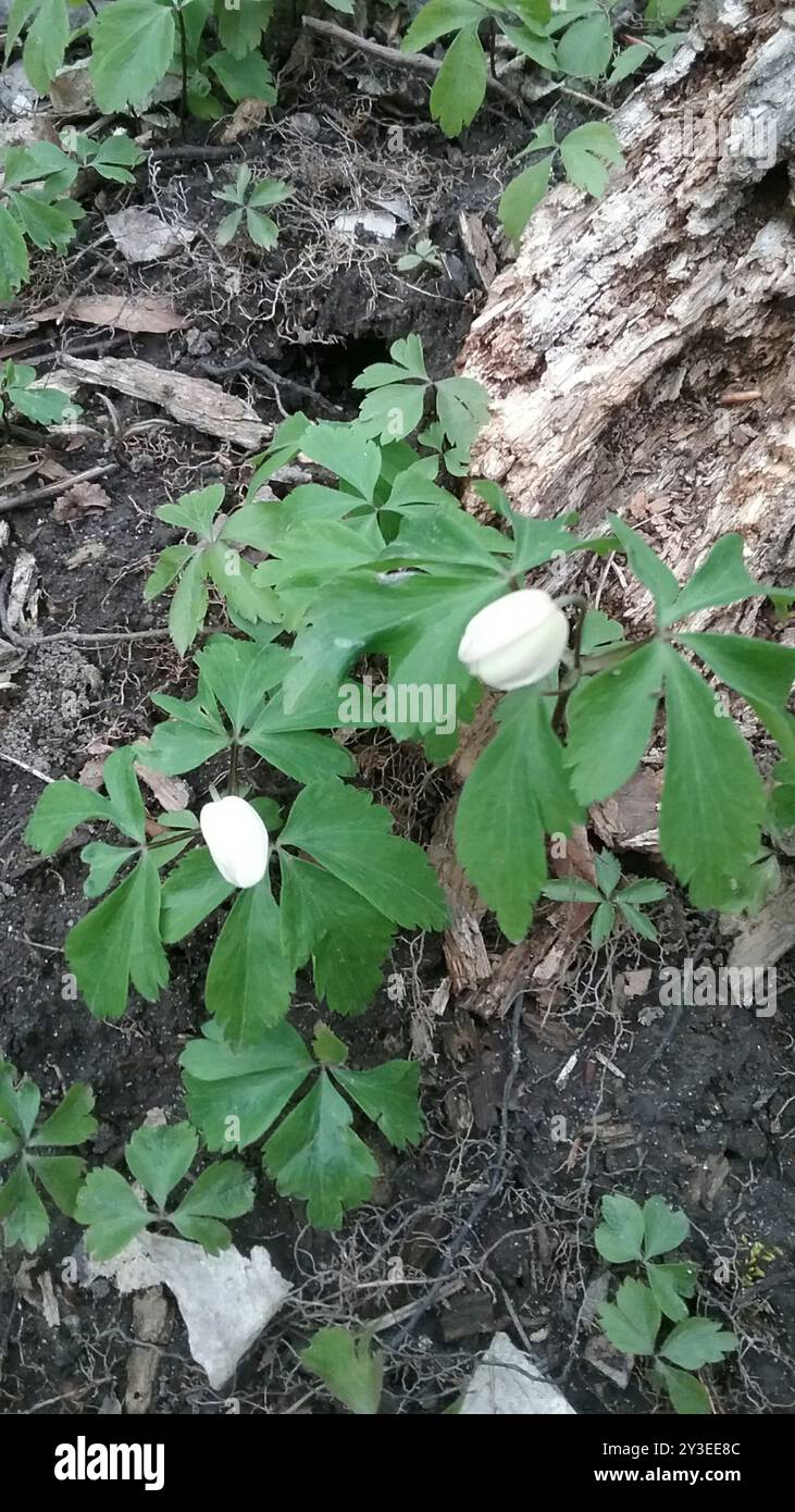 wood anemone (Anemonoides quinquefolia) Plantae Stock Photo - Alamy