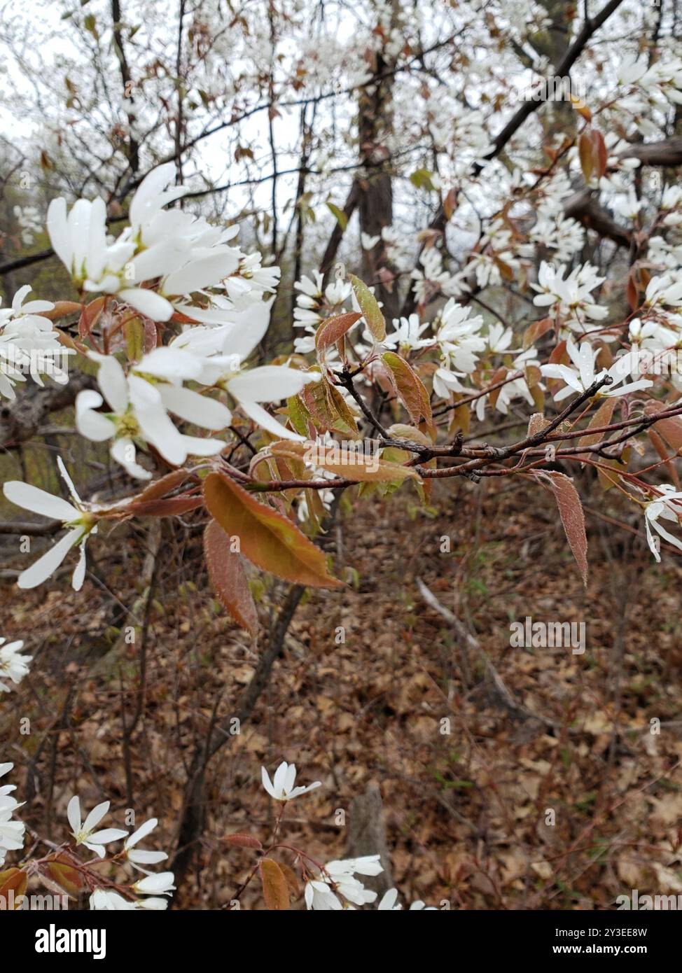 common serviceberry (Amelanchier arborea) Plantae Stock Photo - Alamy