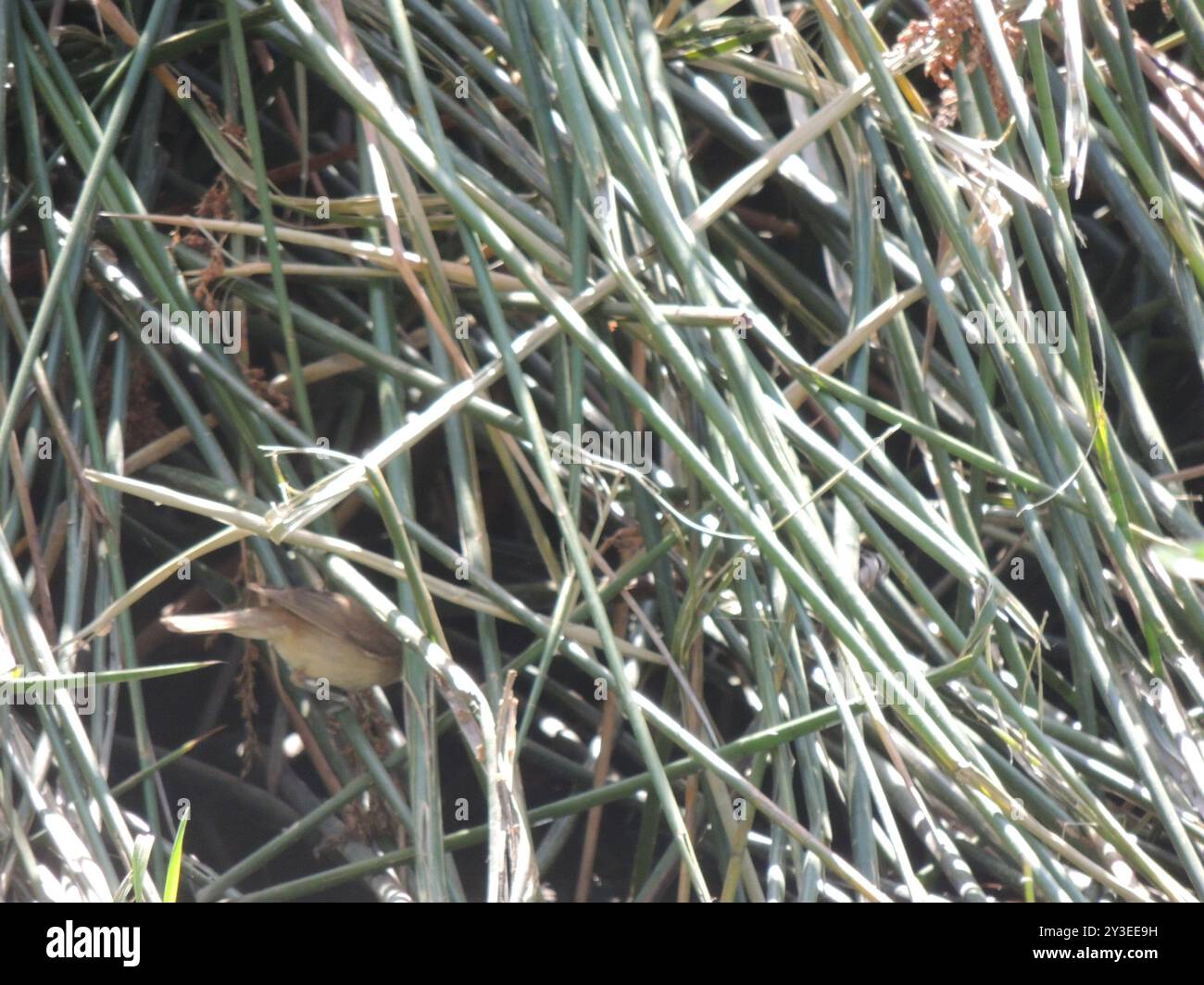 Australian Reed Warbler (Acrocephalus australis) Aves Stock Photo - Alamy