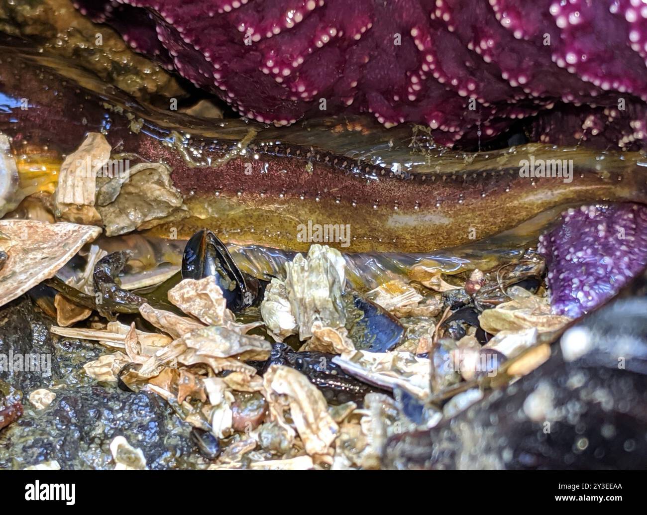 Plainfin hi-res stock photography and images - Alamy