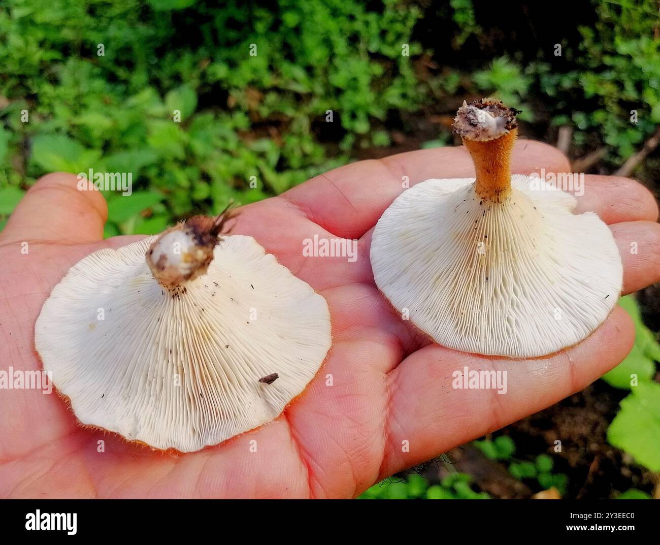 (Panus strigellus) Fungi Stock Photo - Alamy