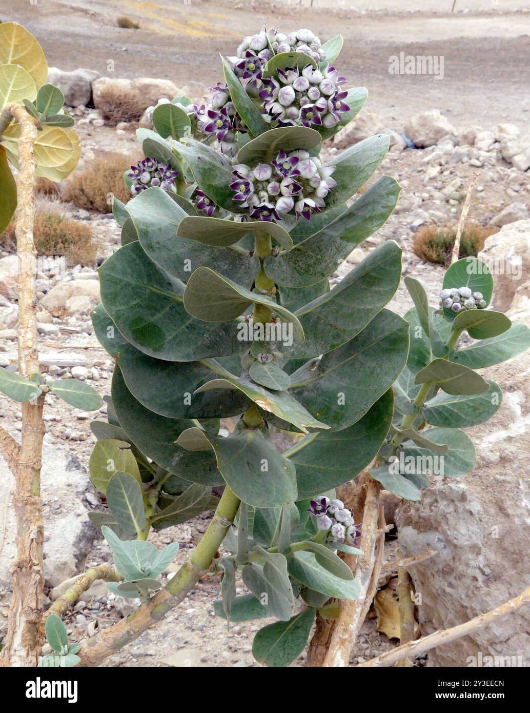 giant milkweed (Calotropis procera) Plantae Stock Photo - Alamy