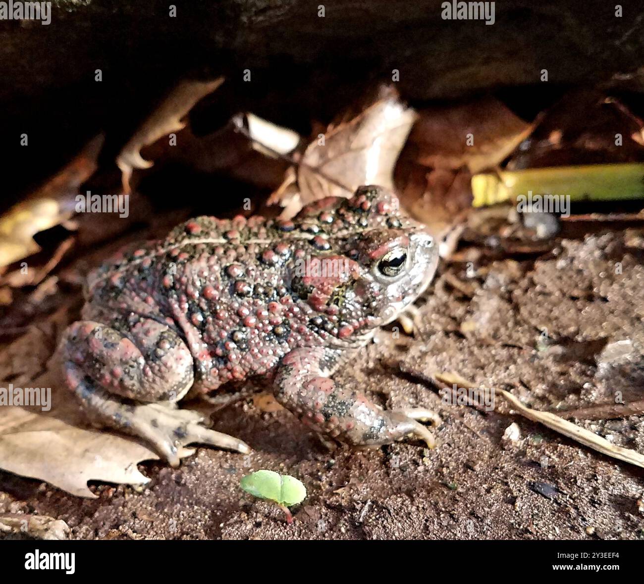 Western Toad (Anaxyrus boreas) Amphibia Stock Photo - Alamy