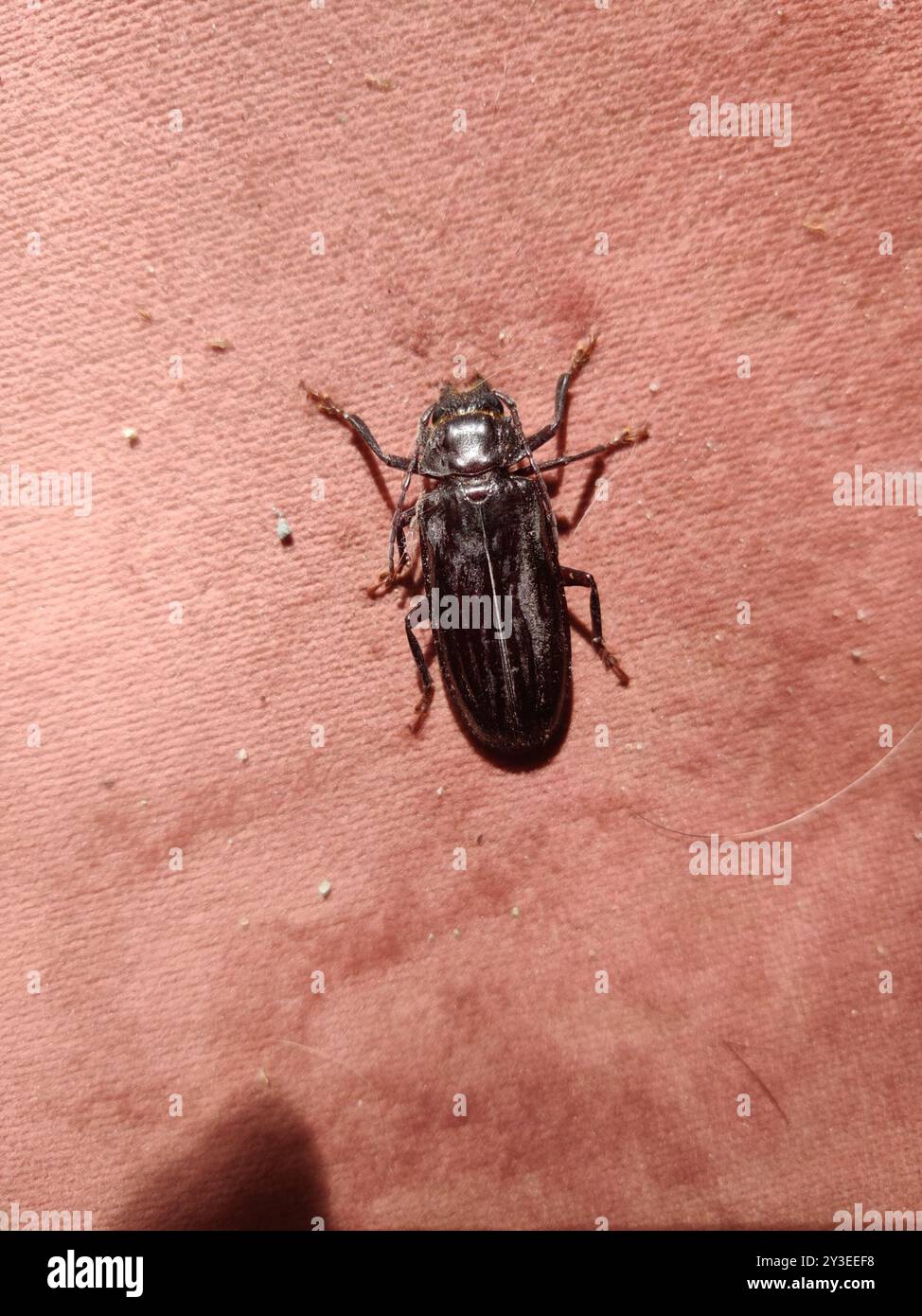 Hardwood Stump Borer (Mallodon dasystomus) Insecta Stock Photo - Alamy