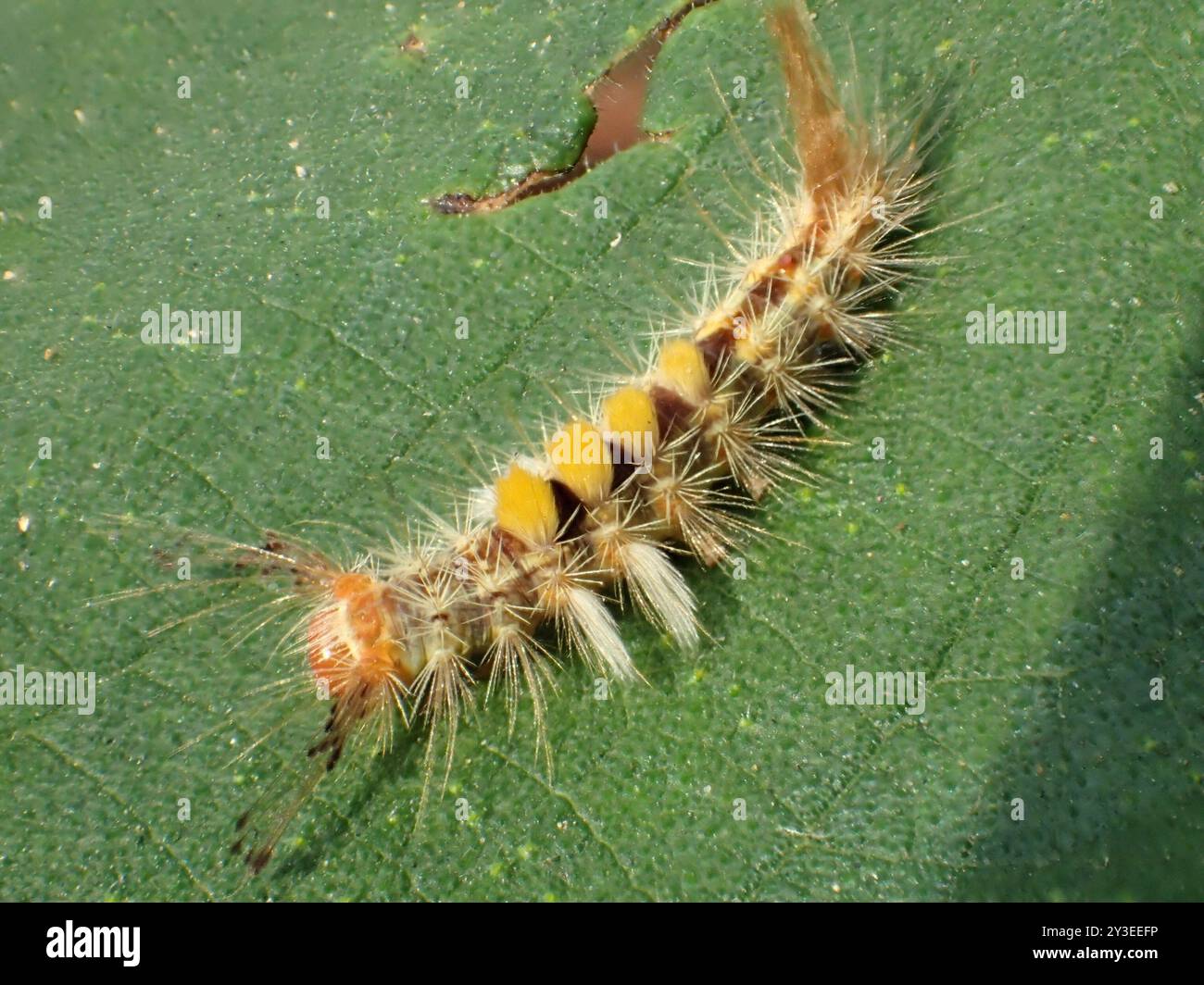 Cocoa tussock moth hi-res stock photography and images - Alamy