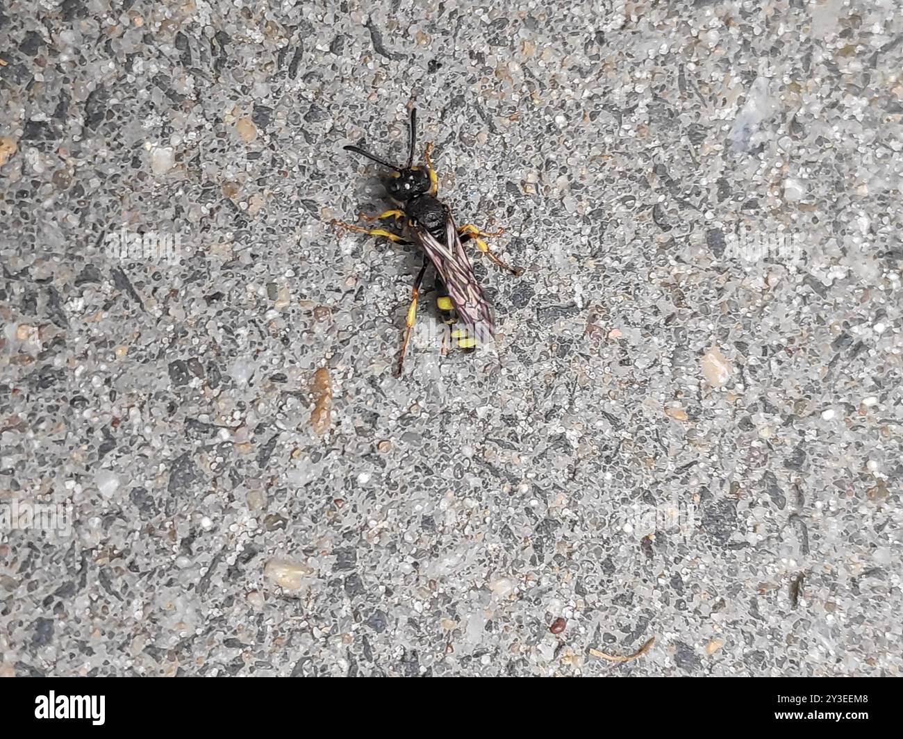 Ornate-tailed Digger Wasp (Cerceris rybyensis) Insecta Stock Photo - Alamy