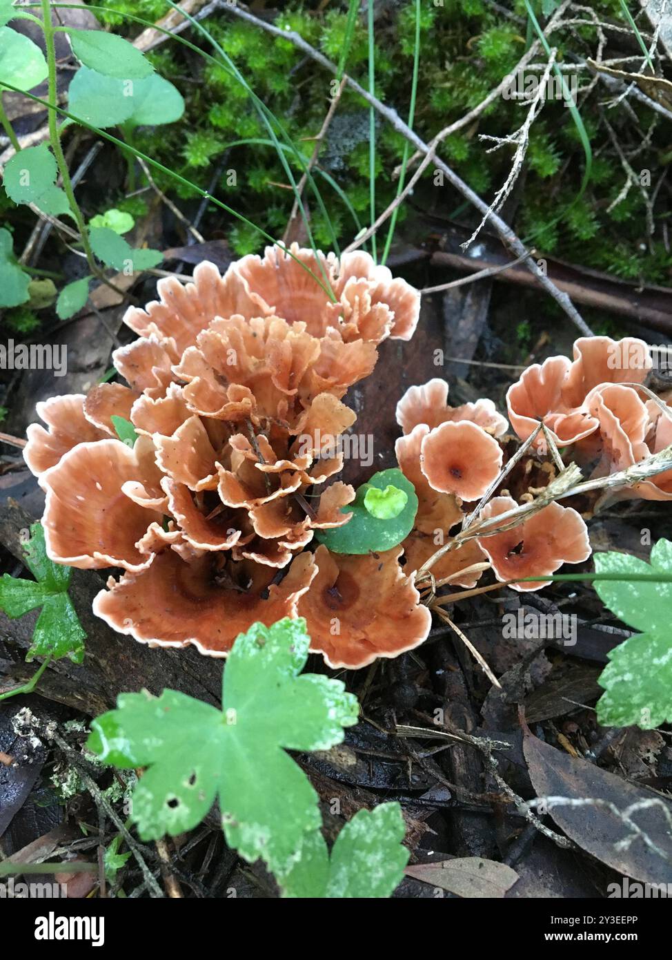 Wine Glass Fungus (Podoscypha petalodes) Fungi Stock Photo - Alamy