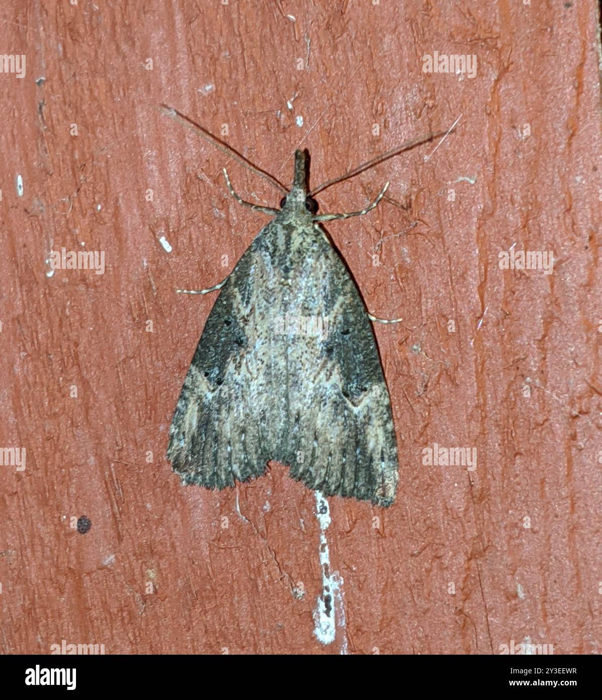 Hop Vine Snout (Hypena humuli) Insecta Stock Photo - Alamy