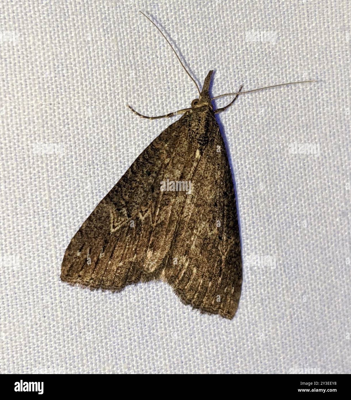 Hop Vine Snout (Hypena humuli) Insecta Stock Photo - Alamy