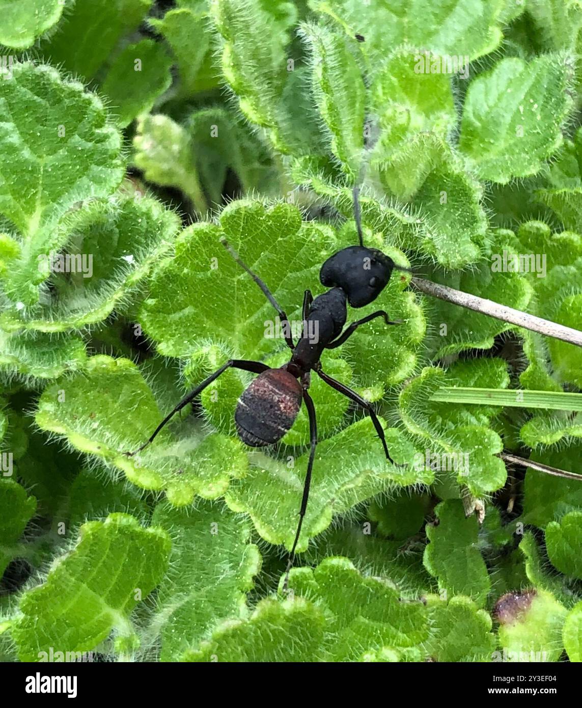Blood-spotted Sugar Ant (Camponotus cruentatus) Insecta Stock Photo - Alamy