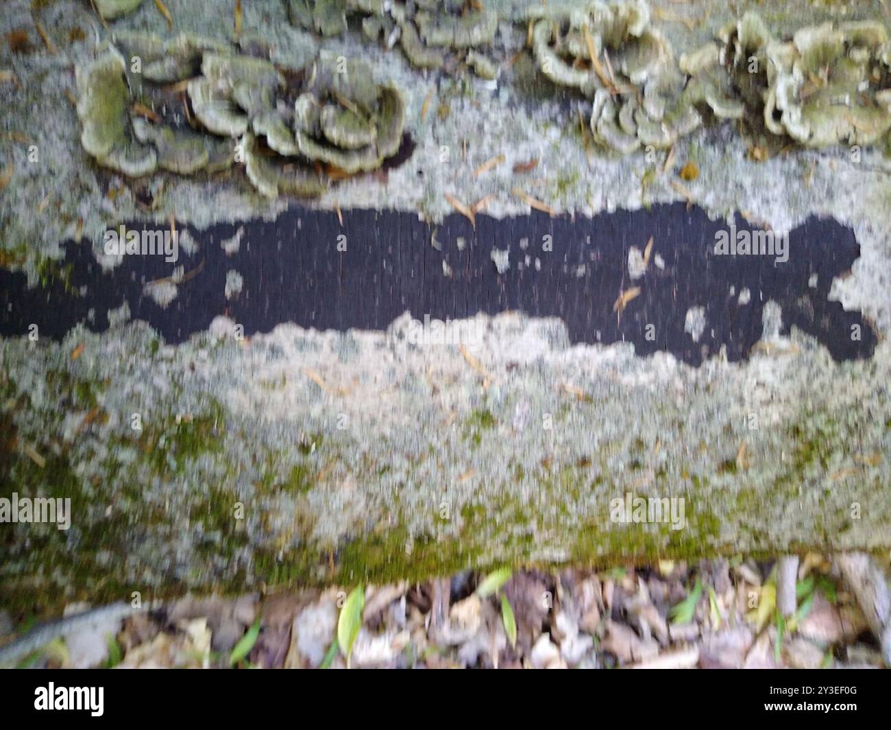 spiral tarcrust (Eutypa spinosa) Fungi Stock Photo - Alamy