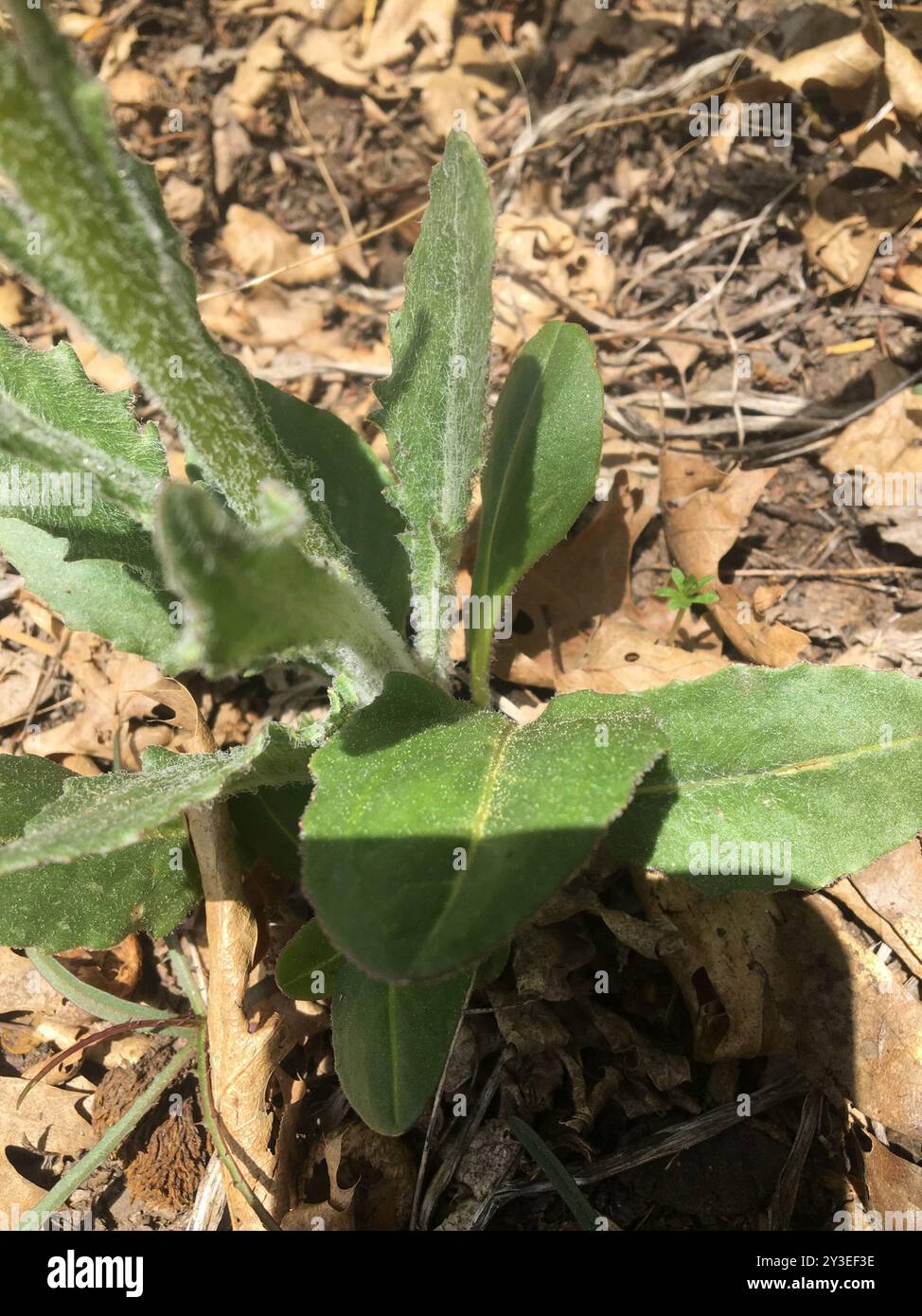 rayless ragwort (Senecio aronicoides) Plantae Stock Photo - Alamy